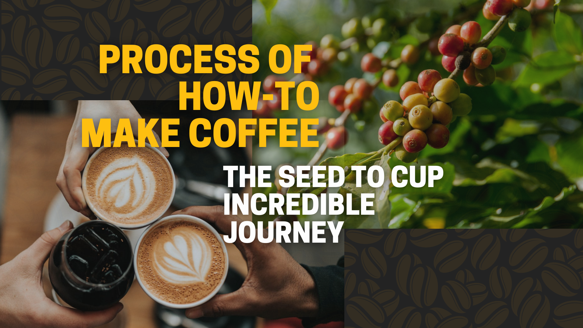 Process of How To Make Coffee | The Seed To Cup Incredible Journey ...